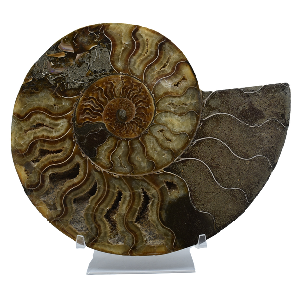 Ammonite Fossil – Nature's Decorations
