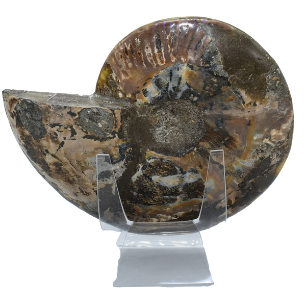 Ammonite Fossil – Nature's Decorations
